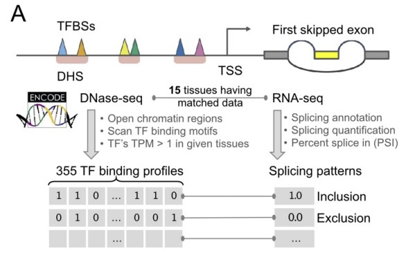 Predicting Splicing Patterns From The Transcription Factor Binding