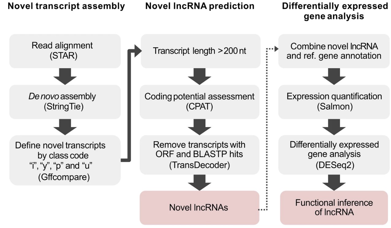 Identification and comparative analysis of long non-coding RNAs in the ...